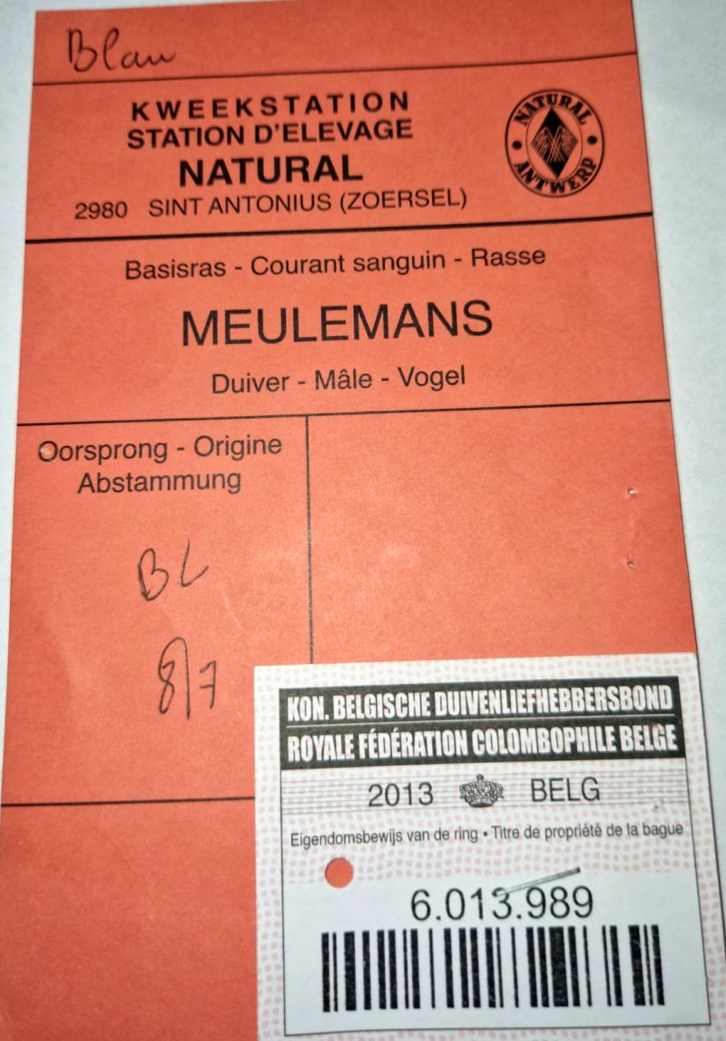 BELG-2013-6013989 NATURAL 100% Meulemans - gieldagolebi.pl