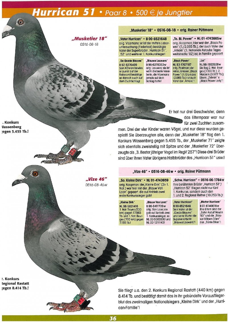 DV-0516-14-2225 - oryg. Rainer Puttmann linia Hurrican 51 - gieldagolebi.pl