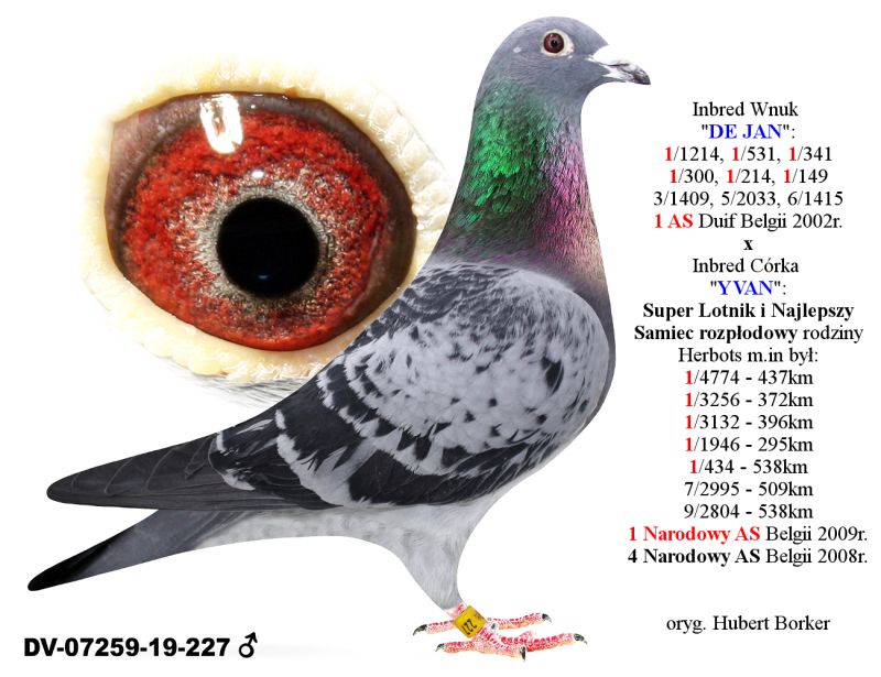 PL-0347-23-3186 Inbred Hurrican 51 Vloemans x De Jan Heremans - Yvan Herbots Przelotowany ...