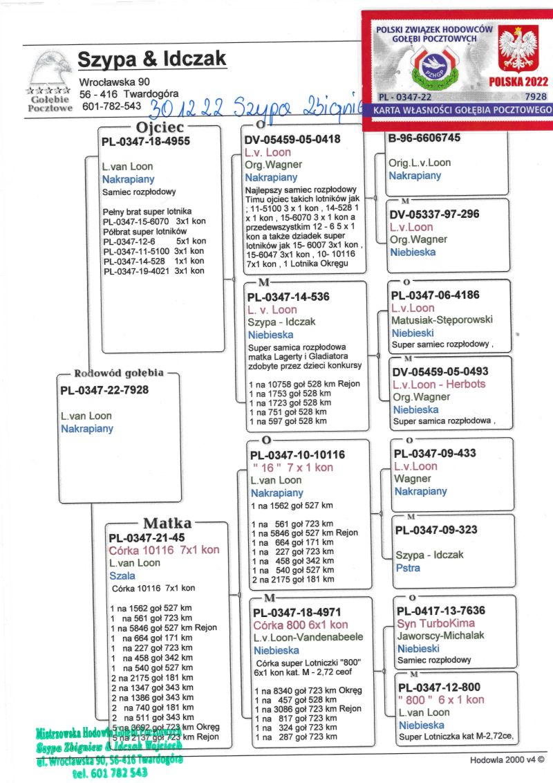 PL-0347-22-7928 - oryg. Szypa-Idczak (van Loon) - gieldagolebi.pl