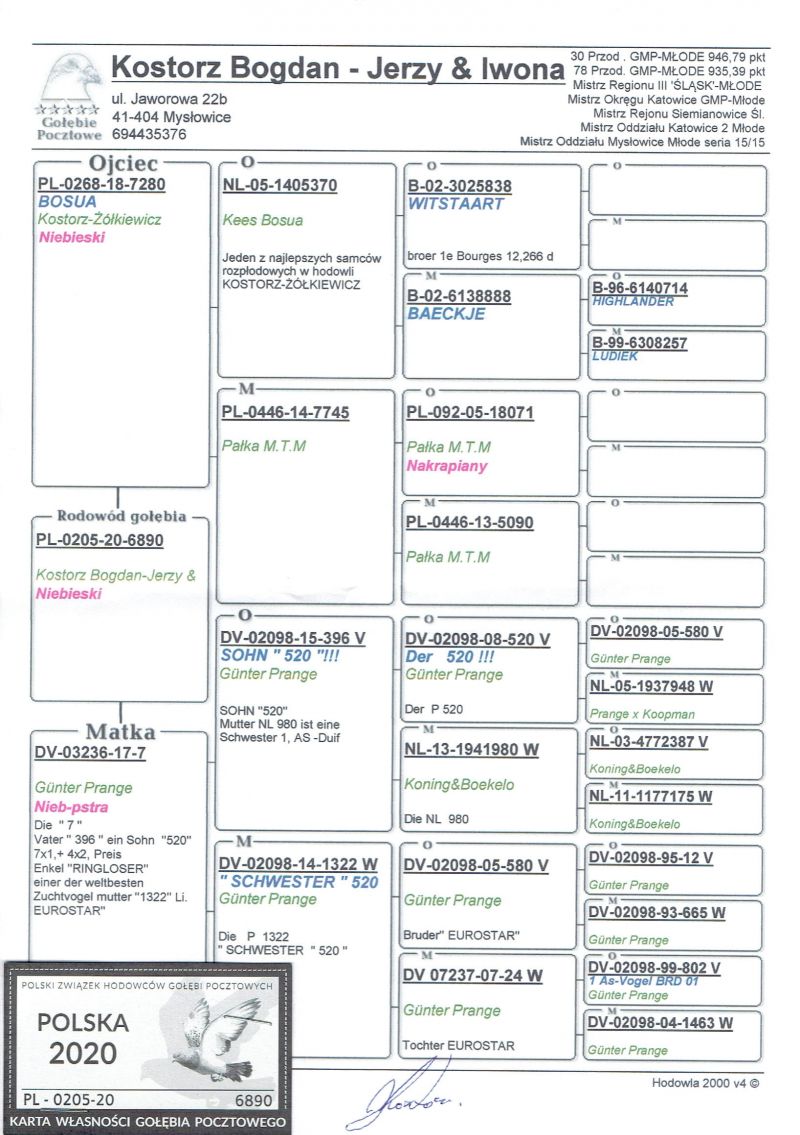PL-0205-20-6890 Oryg. Kostorz Bogdan Jerzy&Iwona - gieldagolebi.pl