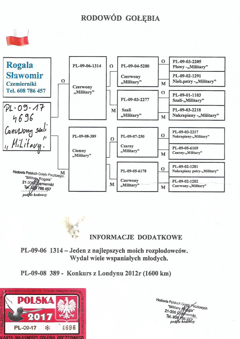 PL-09-17-4696 - oryg. Sławomir Rogala (Military-Rogala) Syn Słynnego ...