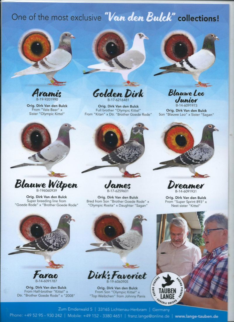 PL-0287-23-1939 Dirk Van Den Bulck Linia Kittel x Rosita x Gripel - gieldagolebi.pl