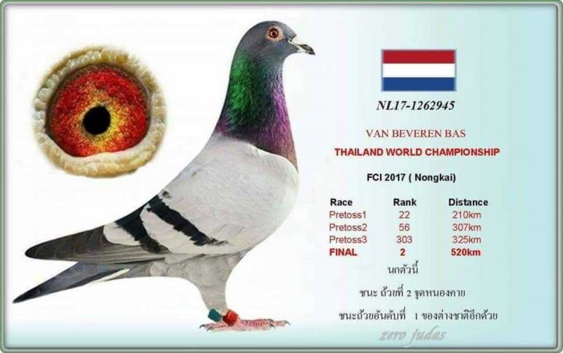 NL-2015-1690835 - oryg. Bas Van Beveren! Ojciec 2 gołębia z FINAŁU OLR ...