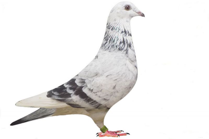 PL-0285-23-13339 „Silver Shadow“ Louis van Loon x „Jedynka“ Karel ...