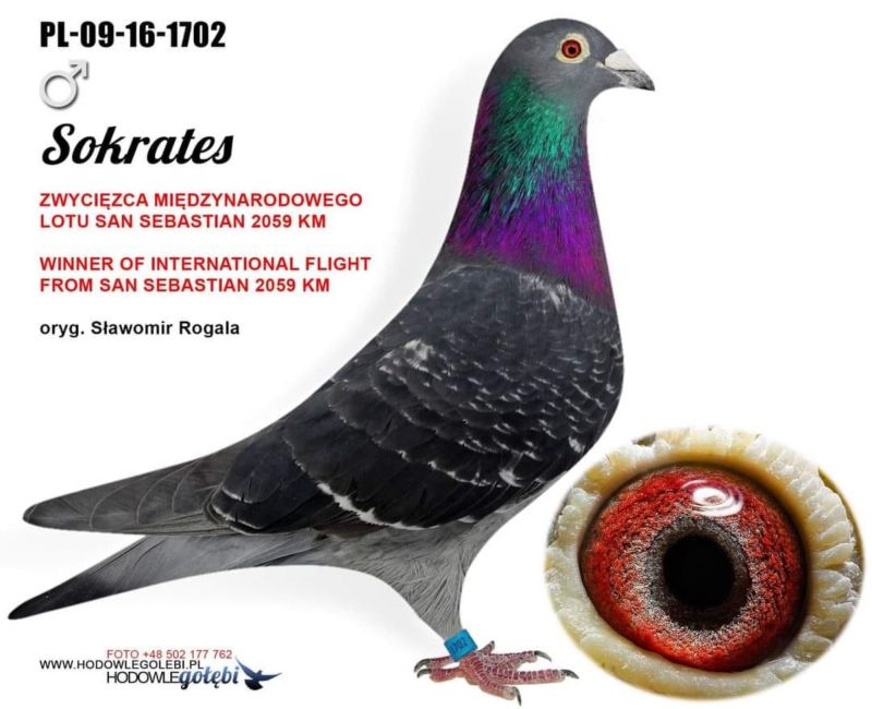 PL-012-23-11143 - 100% Military-Rogala! Wybitne Pochodzenie!!! Idealny ...