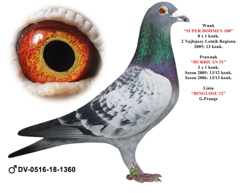 DV-0516-18-1360 - oryg. Rainer Puttman - Wnuk SUPER DOHMEN - Prawnuk HURRICAN 51 - gieldagolebi.pl