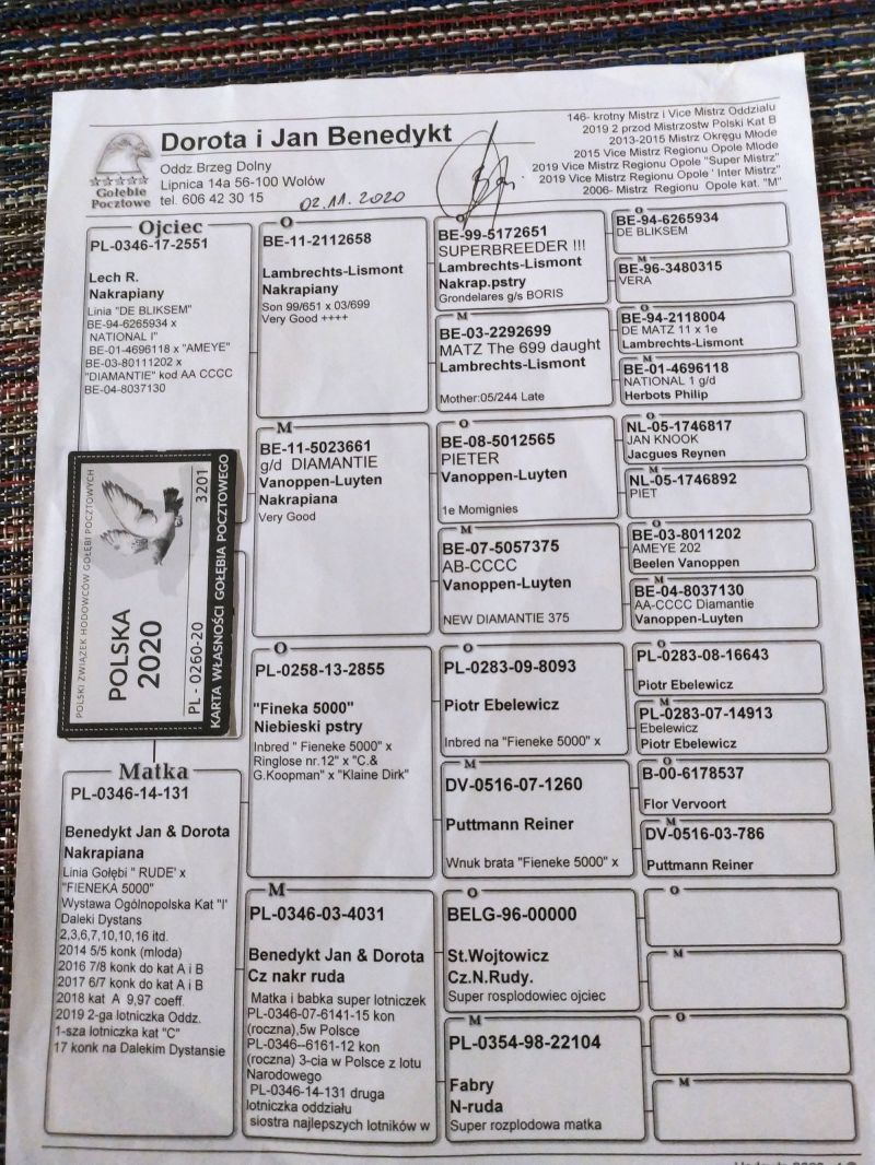 PL-260-20-3201 DOROTA I JAN BENEDYKT FINEKA 5000 - gieldagolebi.pl