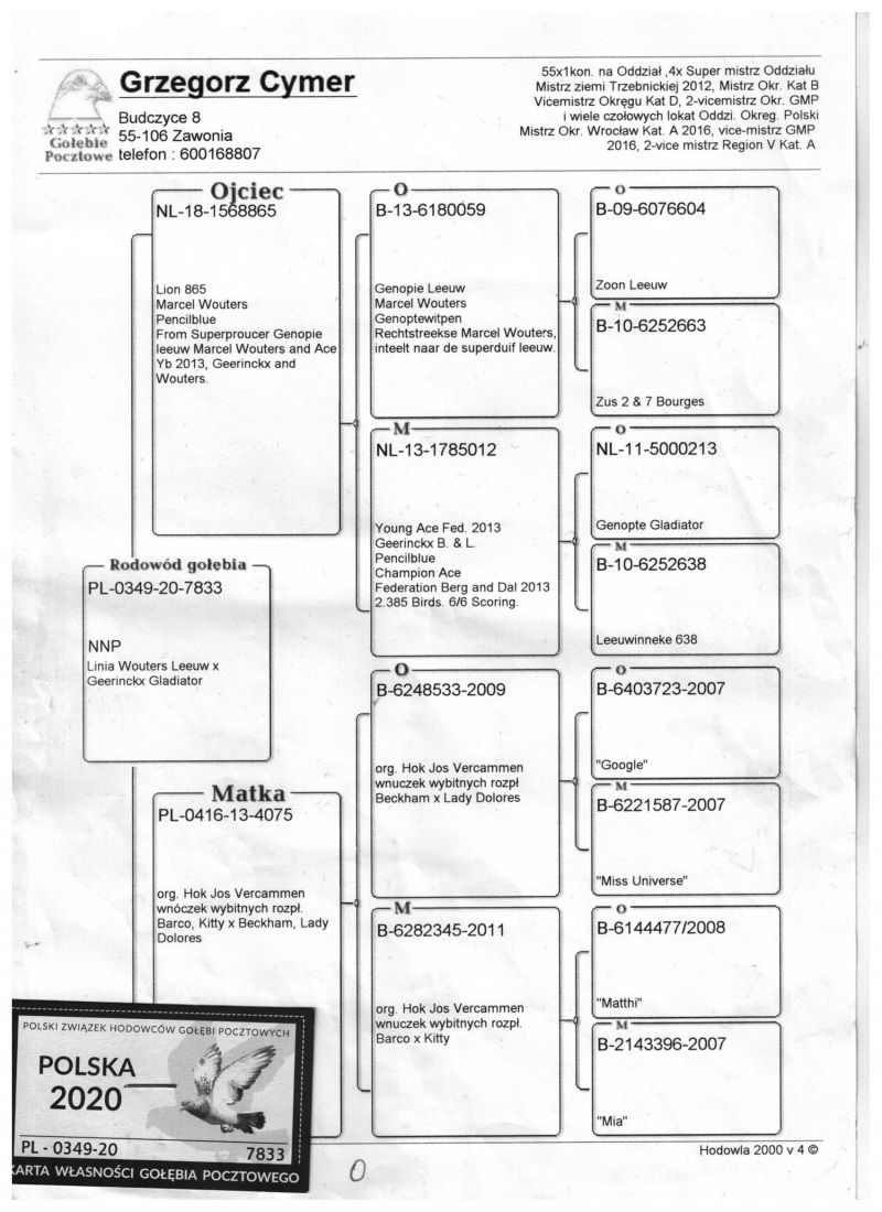 PL-0349-20-7833 - oryg. Grzegorz Cymer - gieldagolebi.pl