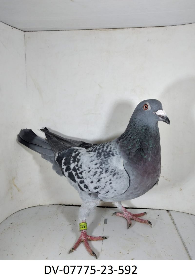 DV-07775-23-592 WG GERMAN CLASSIC J.Liebl/Konigsberger OSTATNIE SZTUKI ...