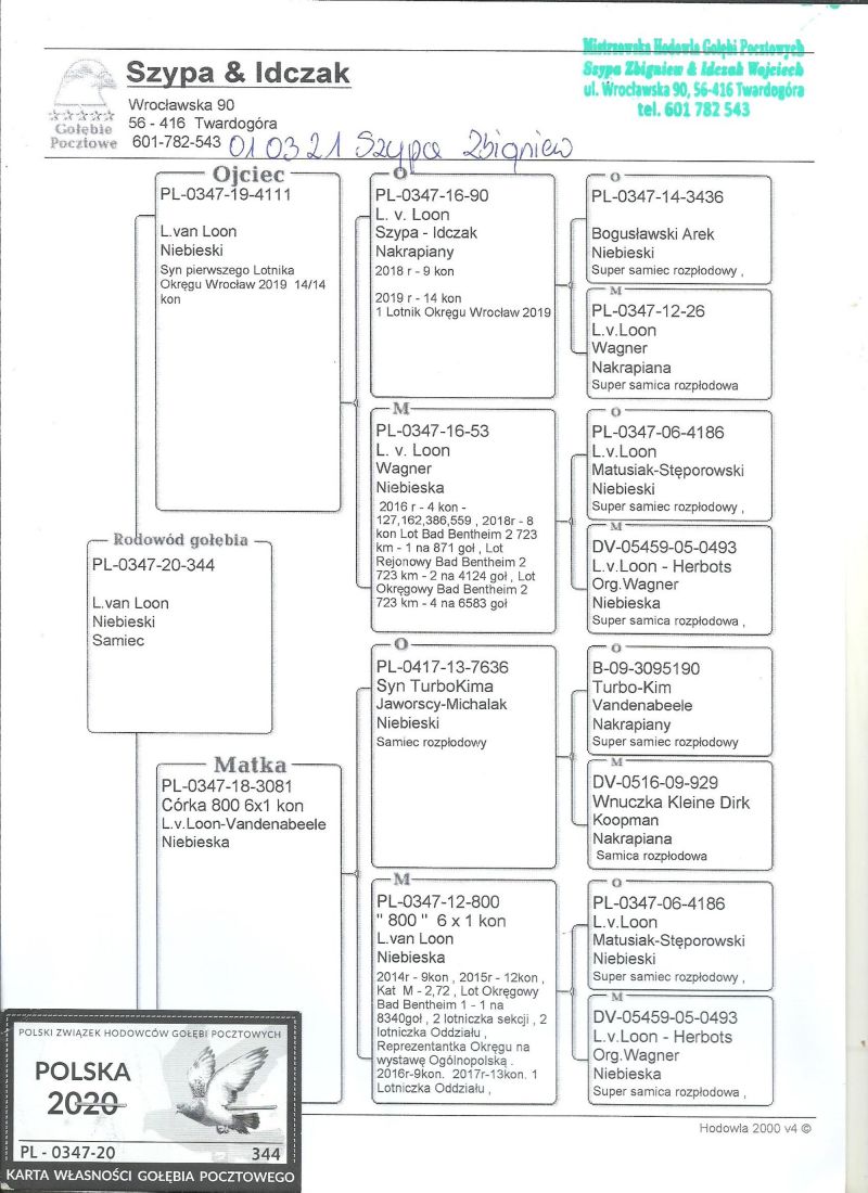 PL-0347-20-0344 - Oryg.Szypa & Idczak - gieldagolebi.pl