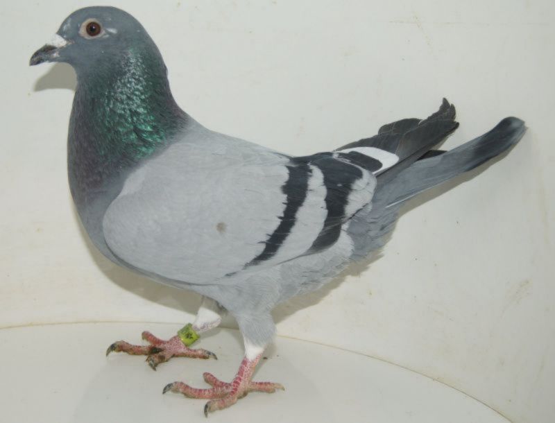 PL-0285-23-7975 Büttner G i A 100% ROGER ENGELEN-WNUK BLAUWE GUST-5 X 1 ...