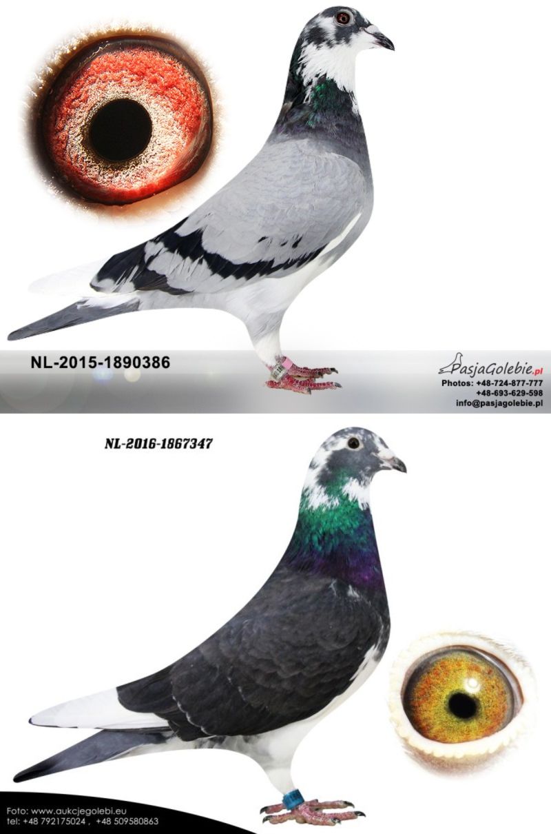 PL-085-24-220 L.BJ. GEERINCKX GLADIATOR SYLVESTER ACY x VERVOORT ...