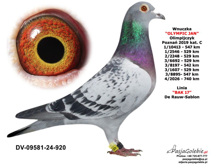 DV-09581-24-920 - Wnuczka OLYMPIC JAN - Olimpijczyk kat. C Poznań 2019 ...